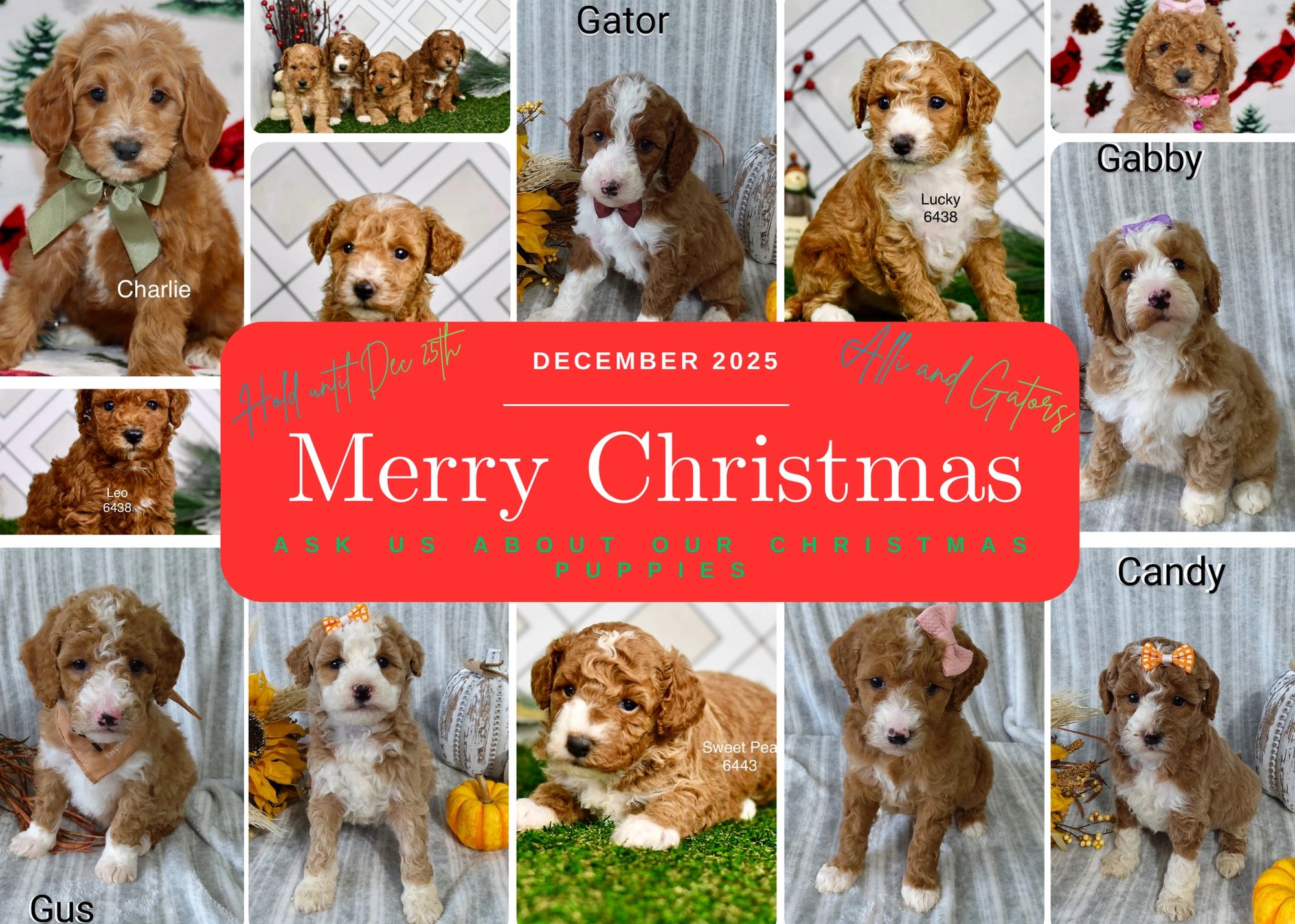 Future Puppies Dec 2025